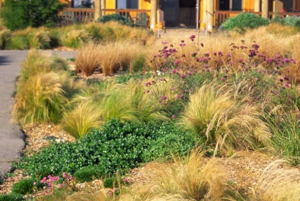 Our Work – Terra Nova Ecological Landscaping